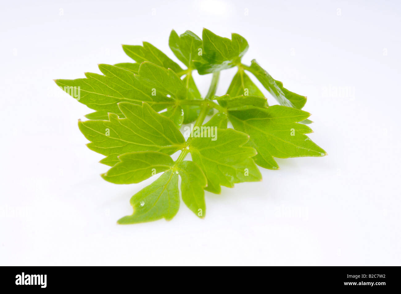 Lovage levisticum officinale Banque de photographies et d’images à haute résolution - Alamy