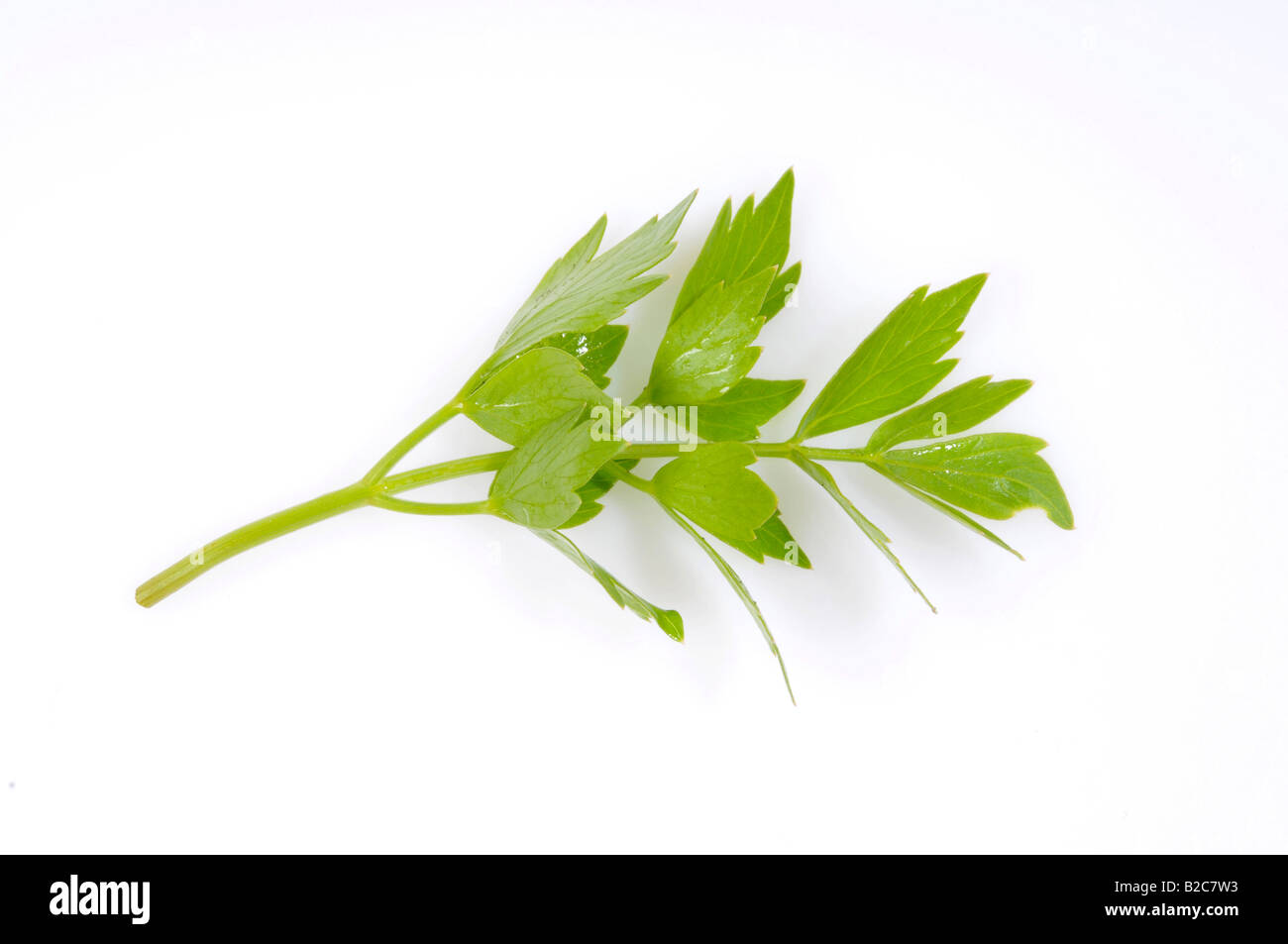Lovage levisticum officinale Banque de photographies et d’images à haute résolution - Alamy