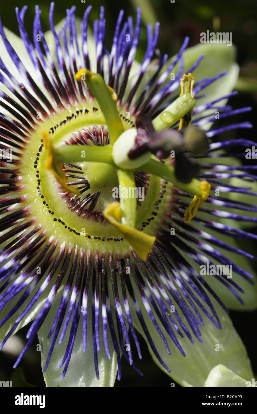 Fleur de pasion Banque de photographies et d’images à haute résolution ...