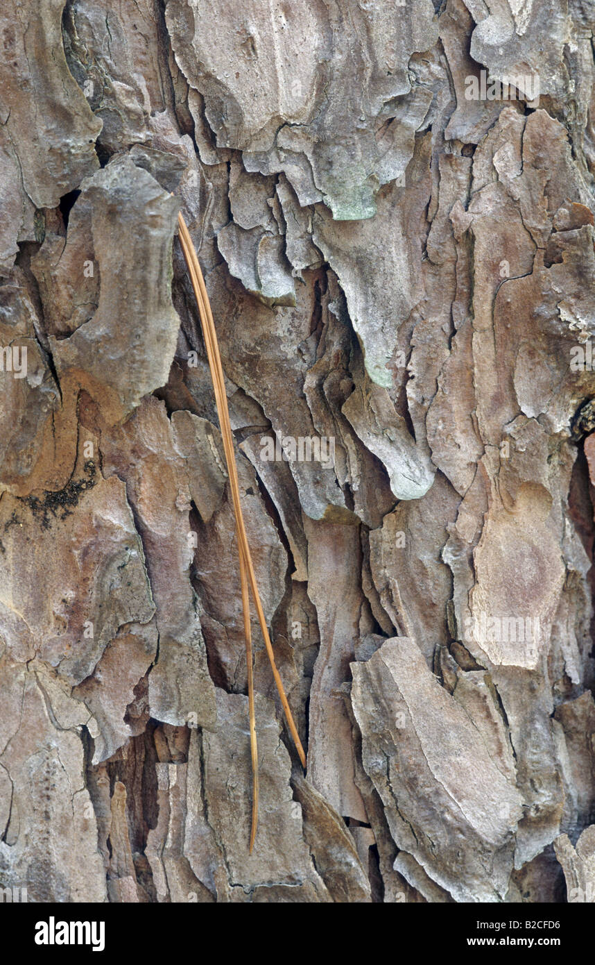 Red pine pinus resinosa bark Banque de photographies et d’images à ...