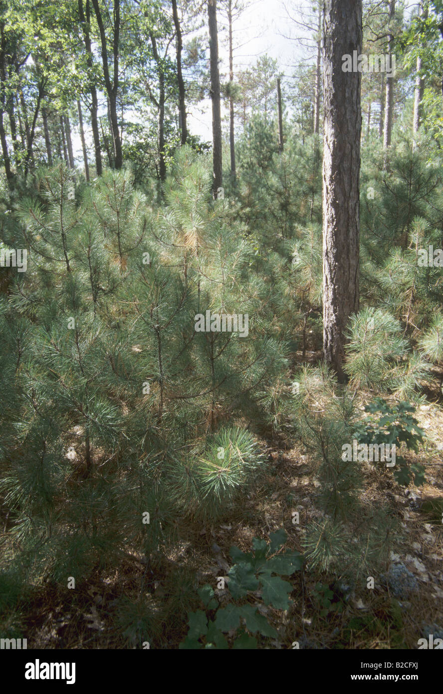 Pin rouge pinus resinosa arbre Banque de photographies et d’images à ...