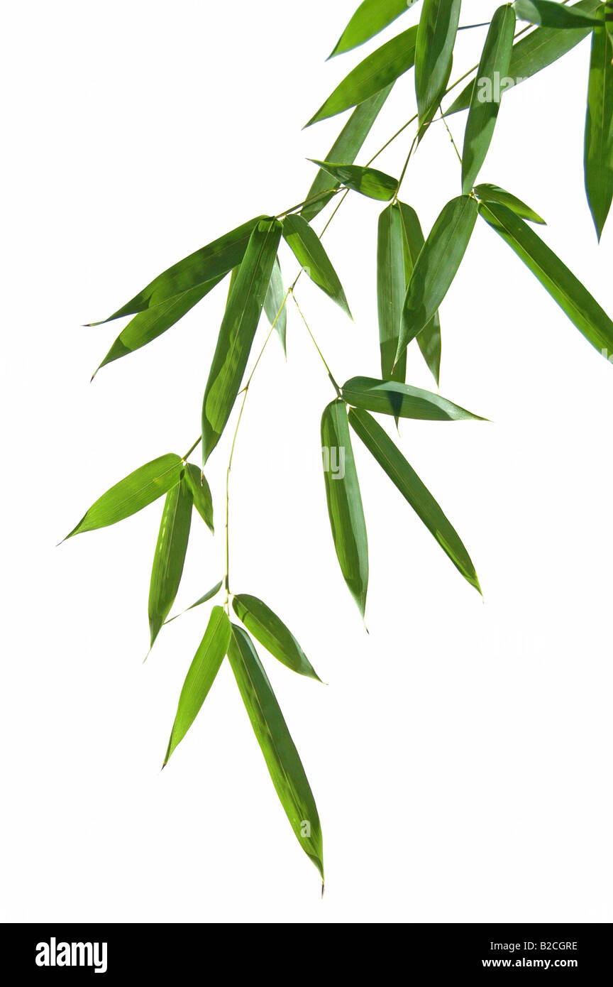 Feuilles de bambou Banque de photographies et d’images à haute ...
