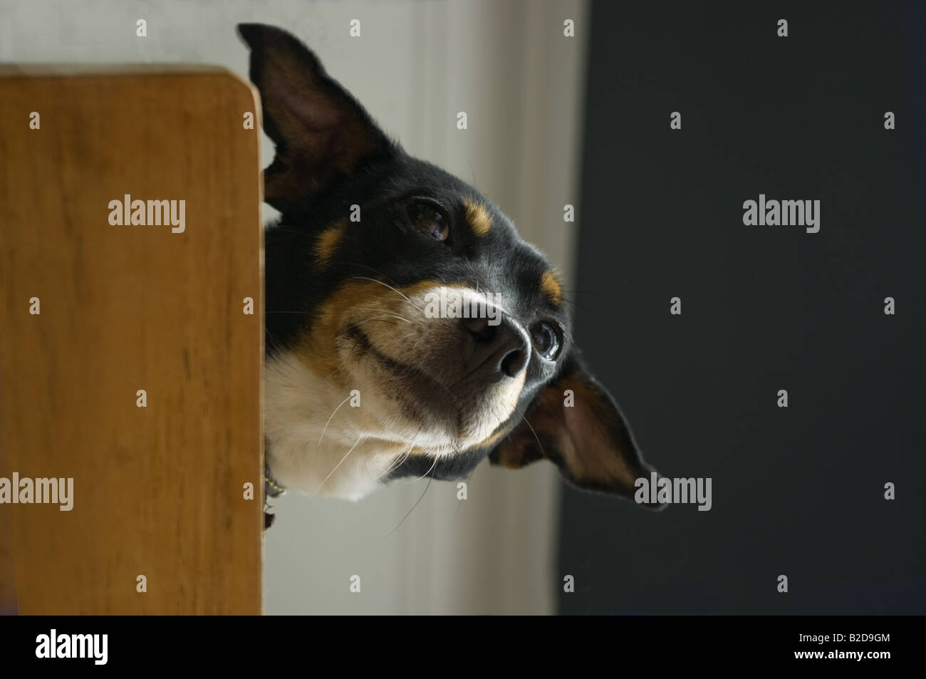 Macy le Jack Russell jeter sur moi à partir d'une table Photo Stock - Alamy