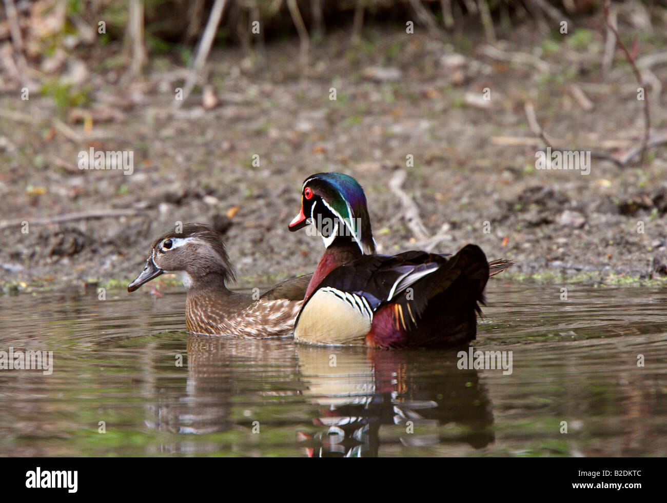 Accouplement de poule et de canard Banque de photographies et d’images ...