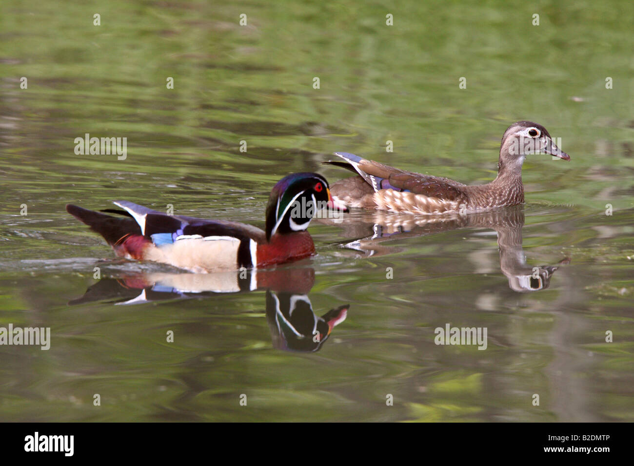 Accouplement de poule et de canard Banque de photographies et d’images ...