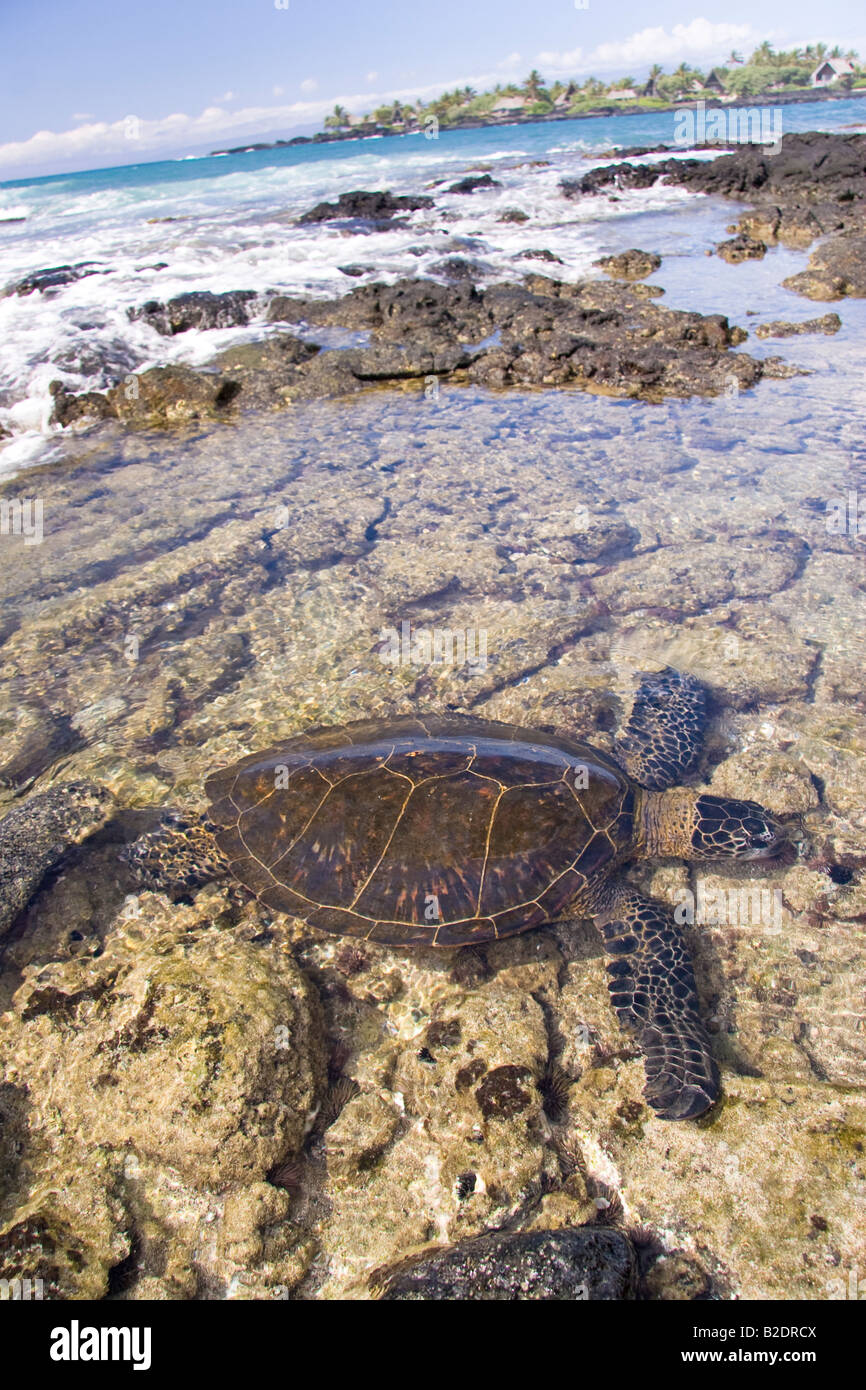 Une tortue verte, Chelonia mydas, espèce en voie de disparition, se ...