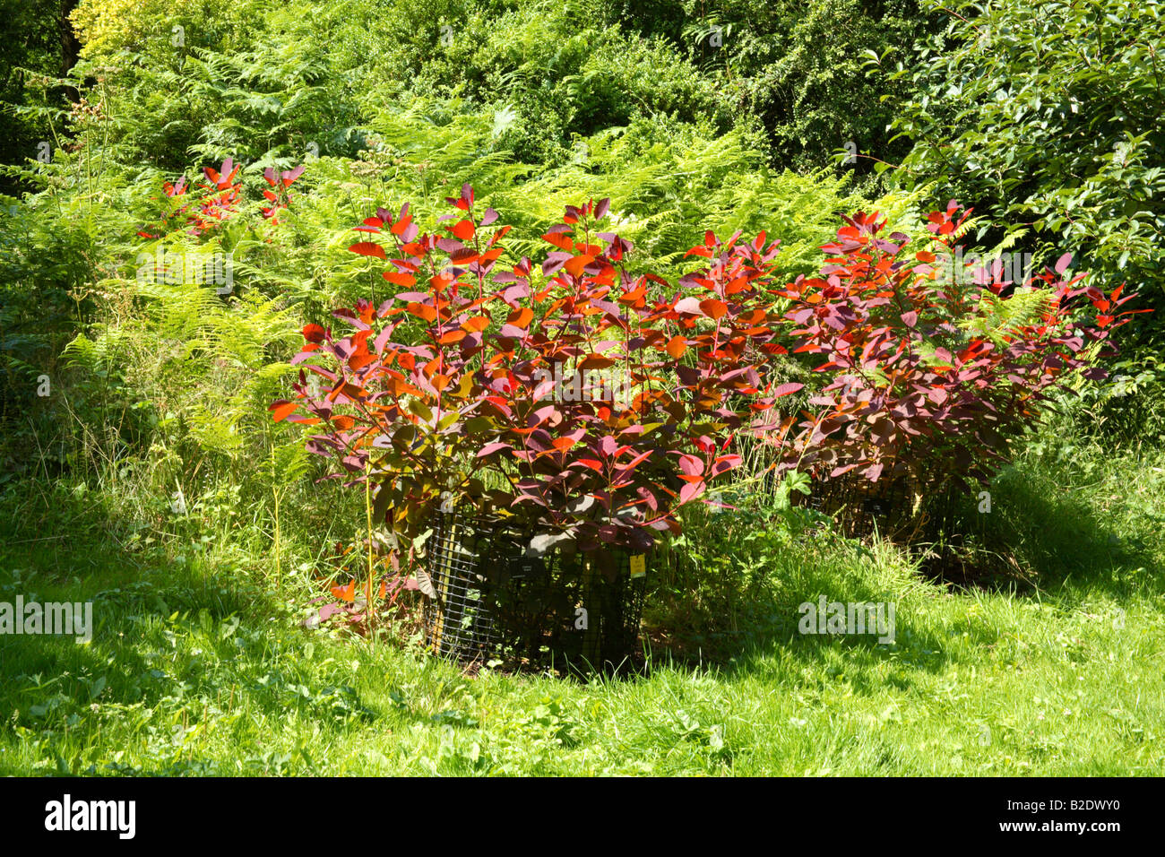 Cotinus grace Banque de photographies et d’images à haute résolution ...