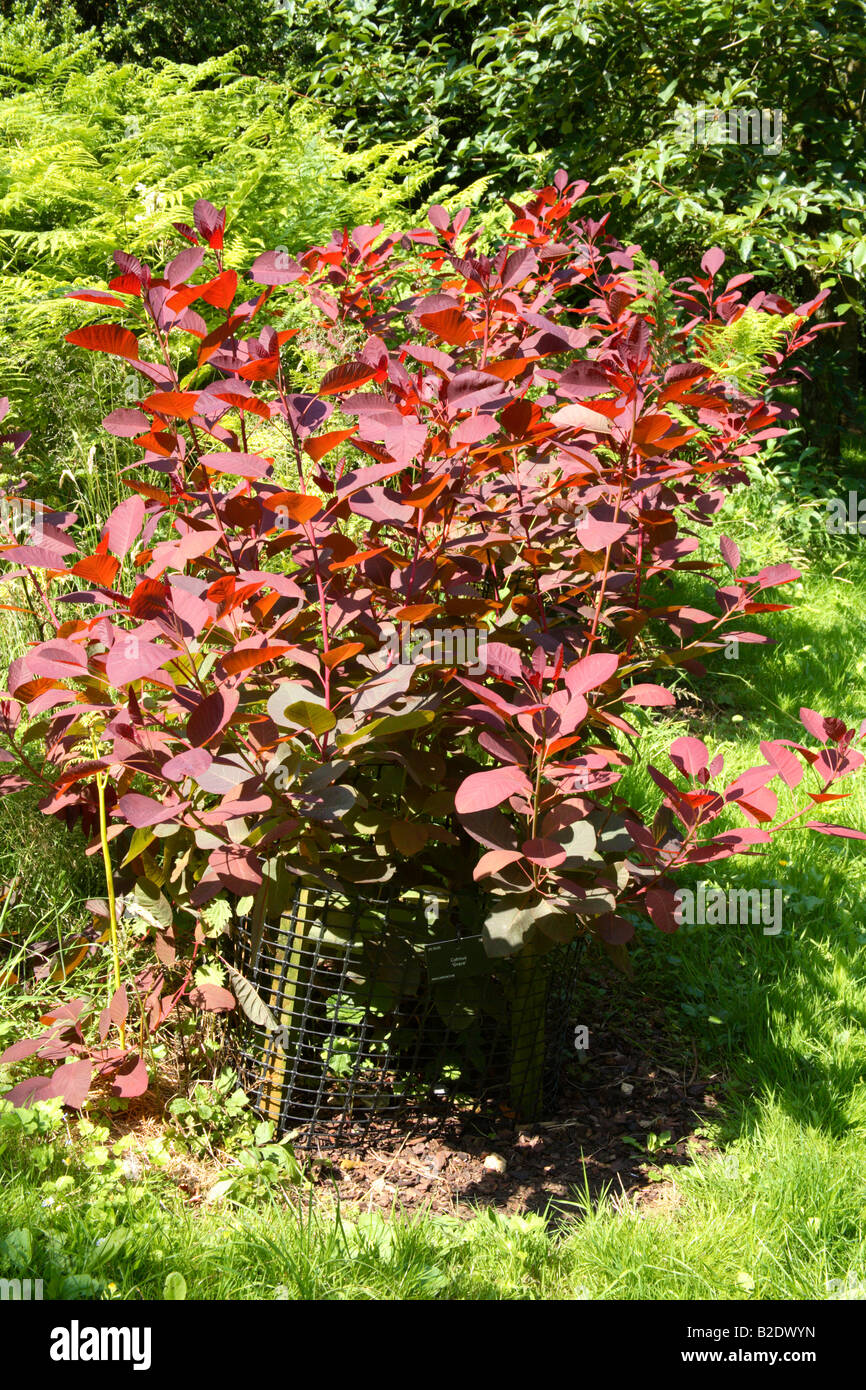 Cotinus Grace Banque d'image et photos - Alamy