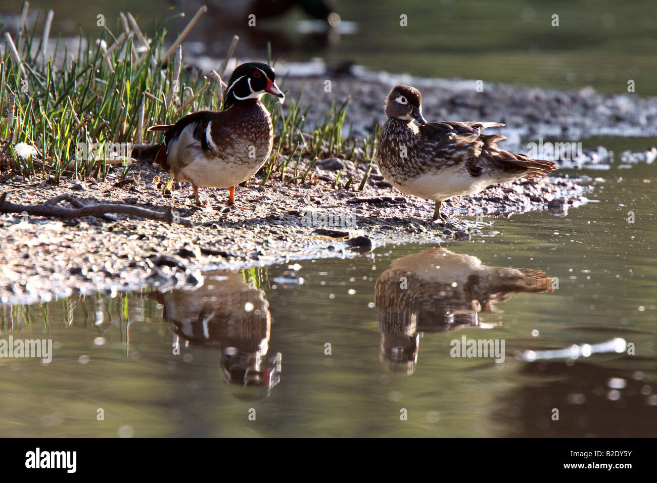 Accouplement de poule et de canard Banque d'image et photos - Alamy