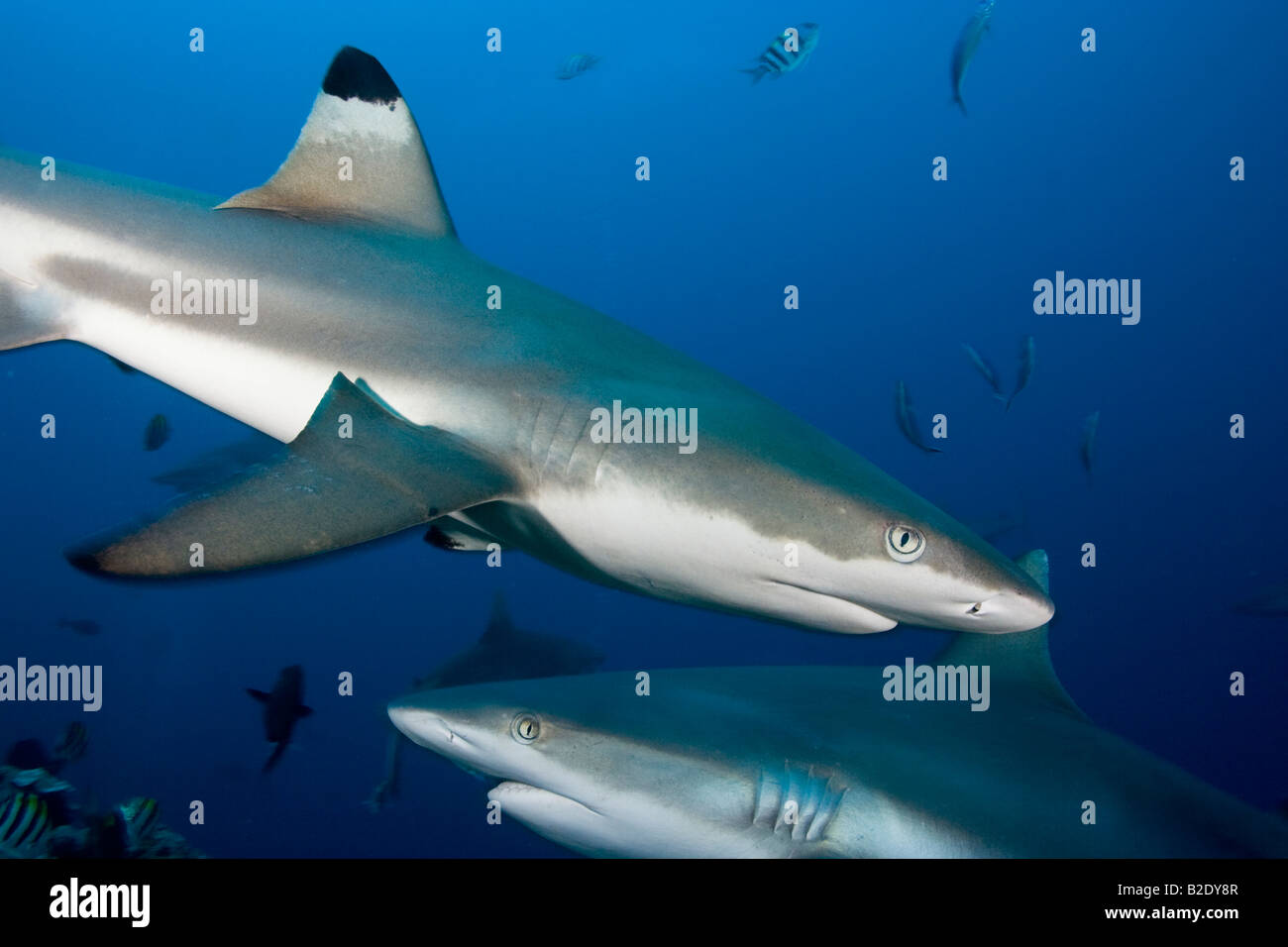 Requin Carcharhinus melanopterus requin, et les requins gris de récif ...