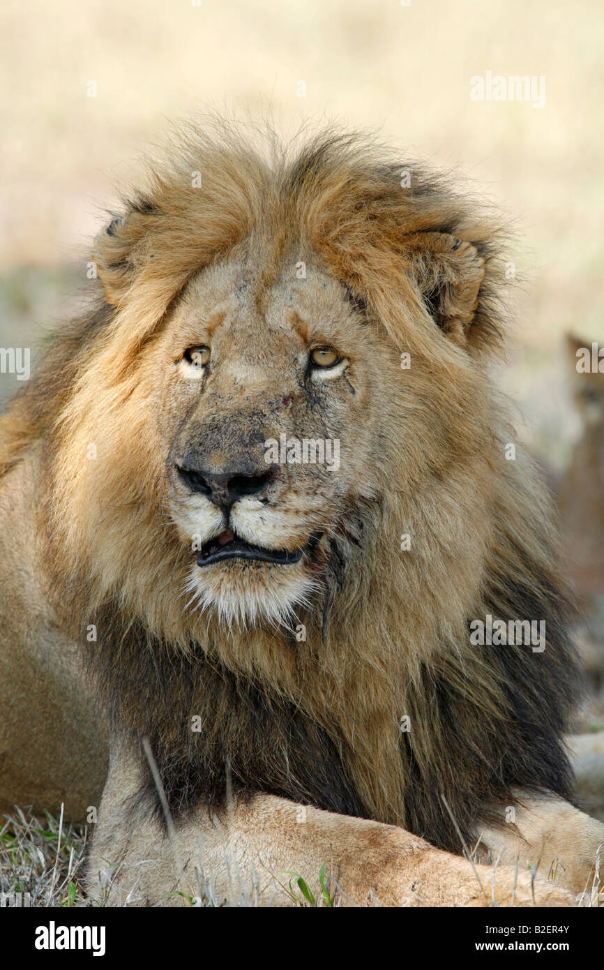 Lion regardant attentivement Banque de photographies et d’images à ...