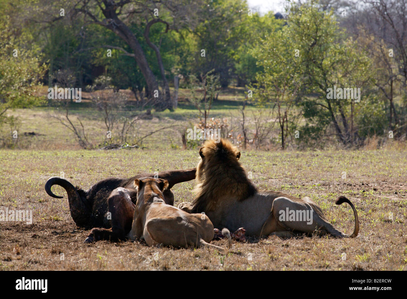 Queue de lion Banque de photographies et d’images à haute résolution ...