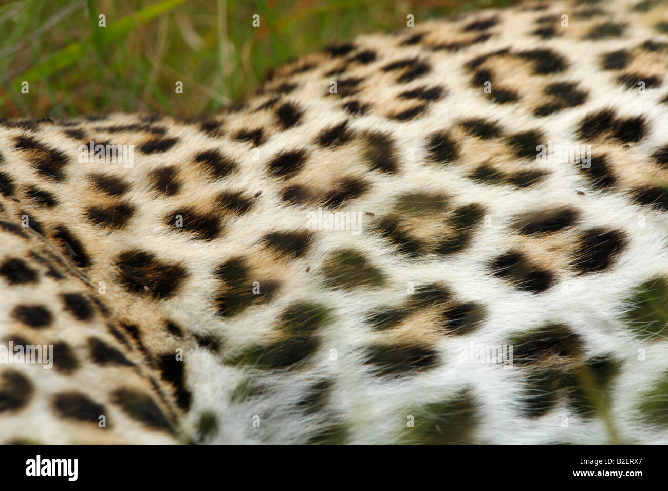 Leopard skin Banque de photographies et d’images à haute résolution - Alamy
