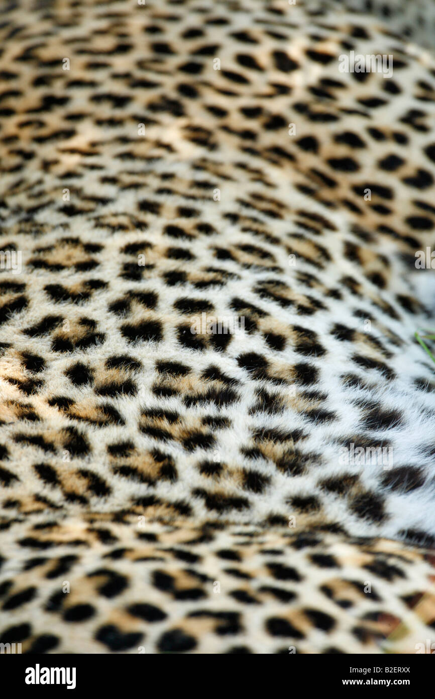 Leopard skin Banque de photographies et d’images à haute résolution - Alamy