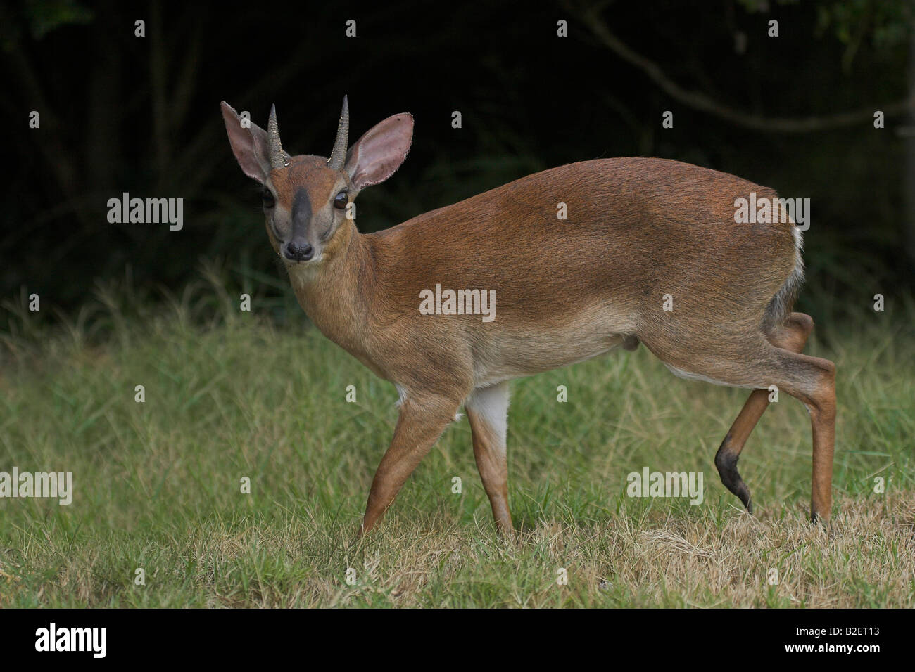 Suni antelope Banque de photographies et d’images à haute résolution ...