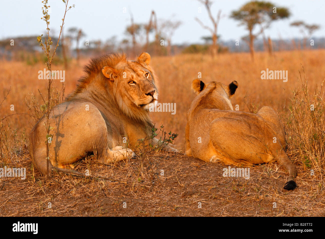 Lion pair Banque de photographies et d’images à haute résolution - Alamy