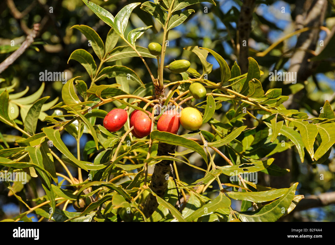 Harpephyllum caffrum le prunier sauvage avec des fruits rouges ...