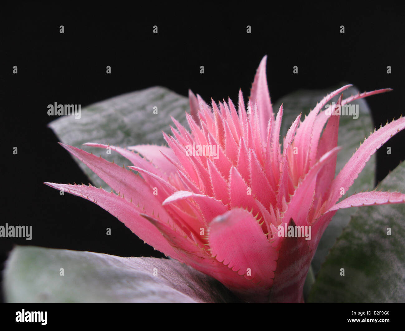 Aechmea bromelia Banque de photographies et d’images à haute résolution ...