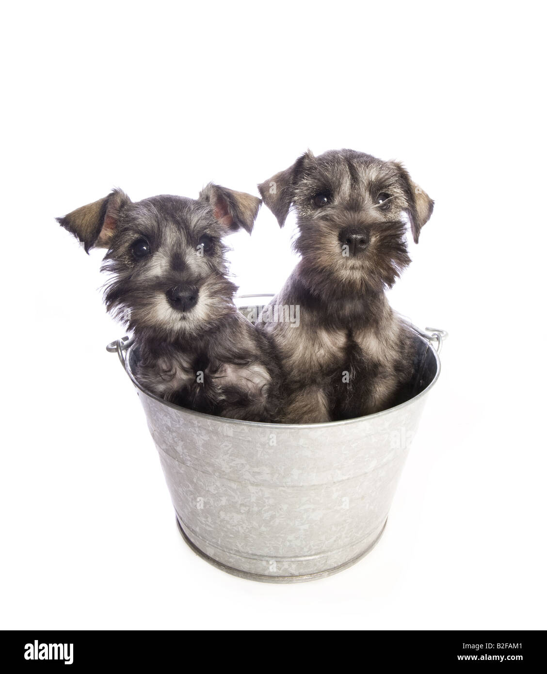 Deux adorables Chiots Schnauzer nain en attente de baignoire à remous ...