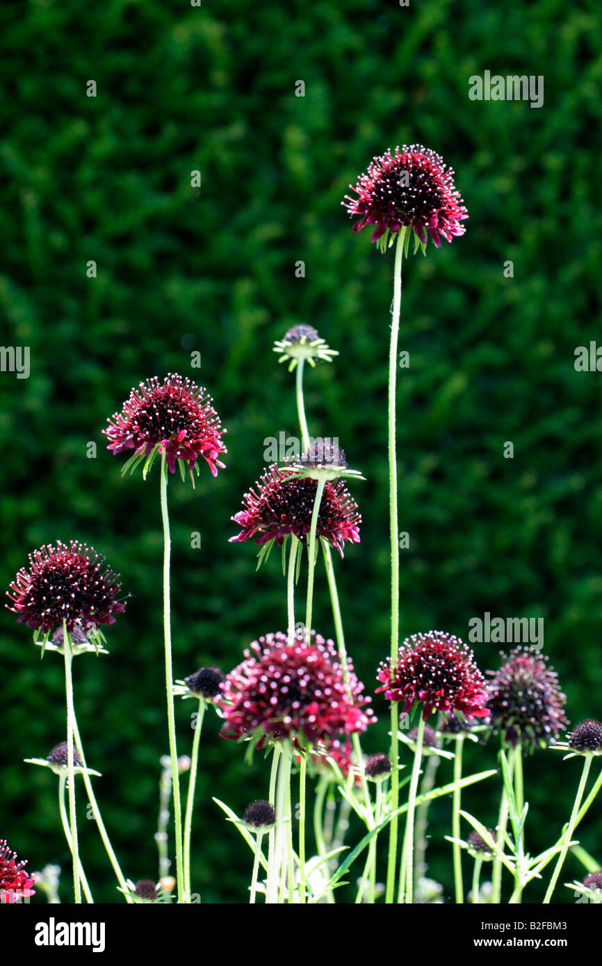 Scabiosa atropurpurea chile black Banque de photographies et d’images à ...