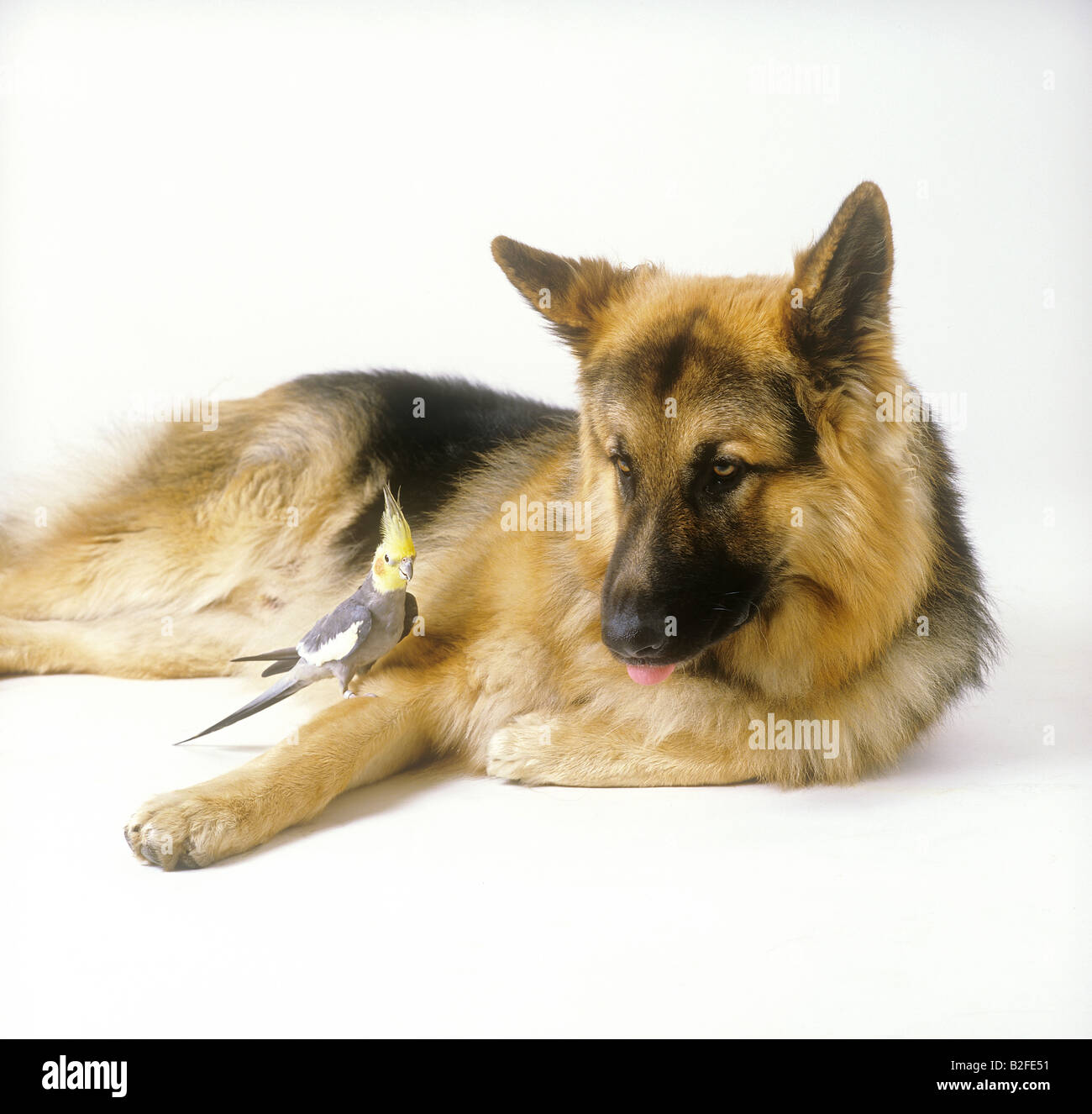 Bergers allemands blancs Banque de photographies et d’images à haute résolution - Alamy