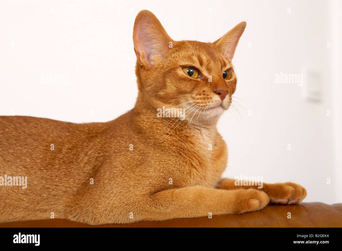 Chat abyssin Banque de photographies et d’images à haute résolution - Alamy