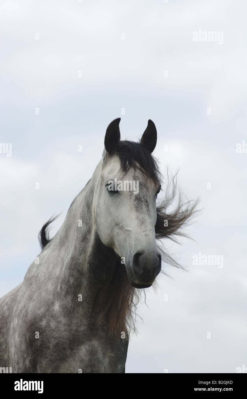 Cheval Pure Race Espagnole Banque d'image et photos - Alamy