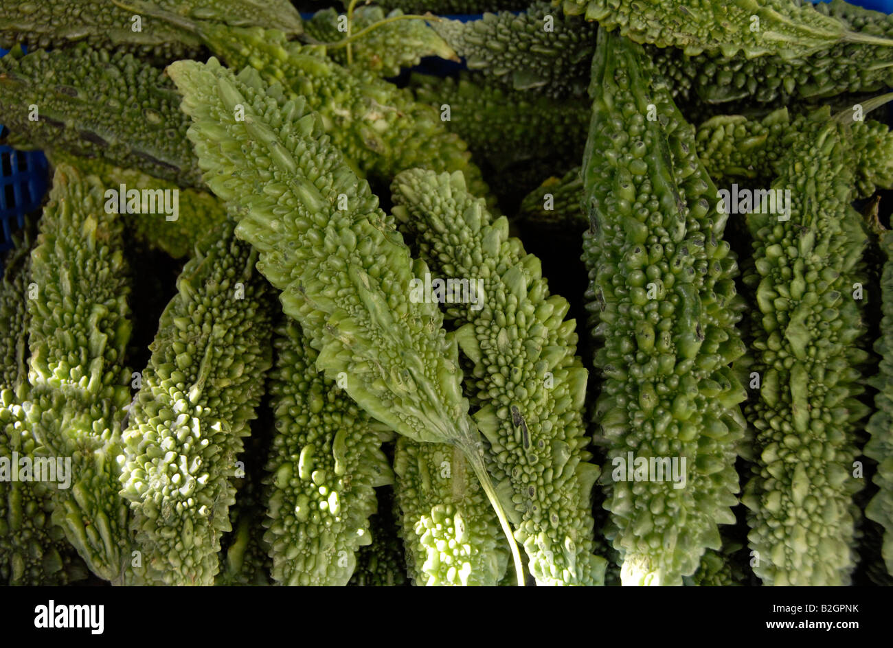 Courge amère Banque de photographies et d’images à haute résolution - Alamy