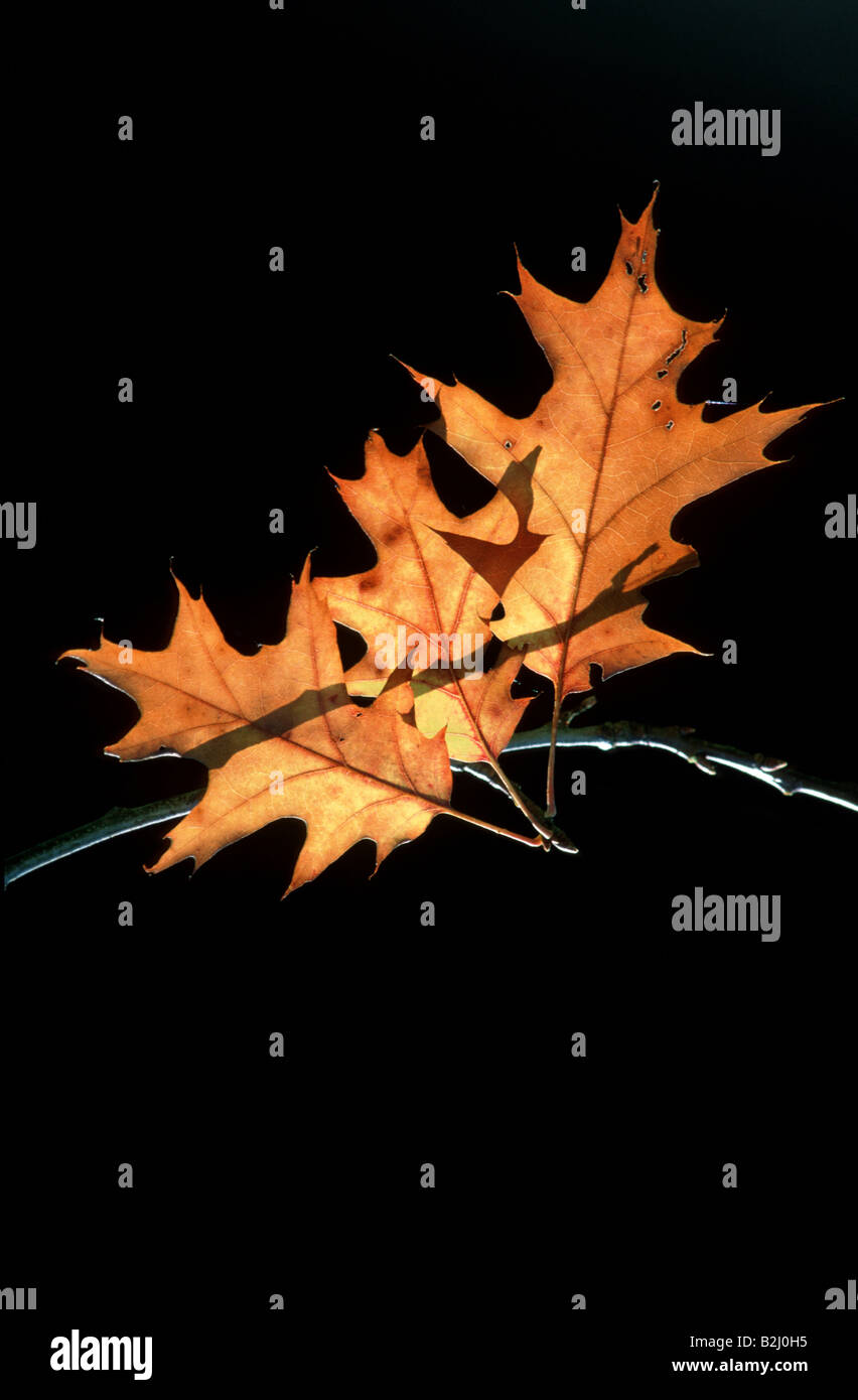 Chene rouge Banque de photographies et d’images à haute résolution - Alamy