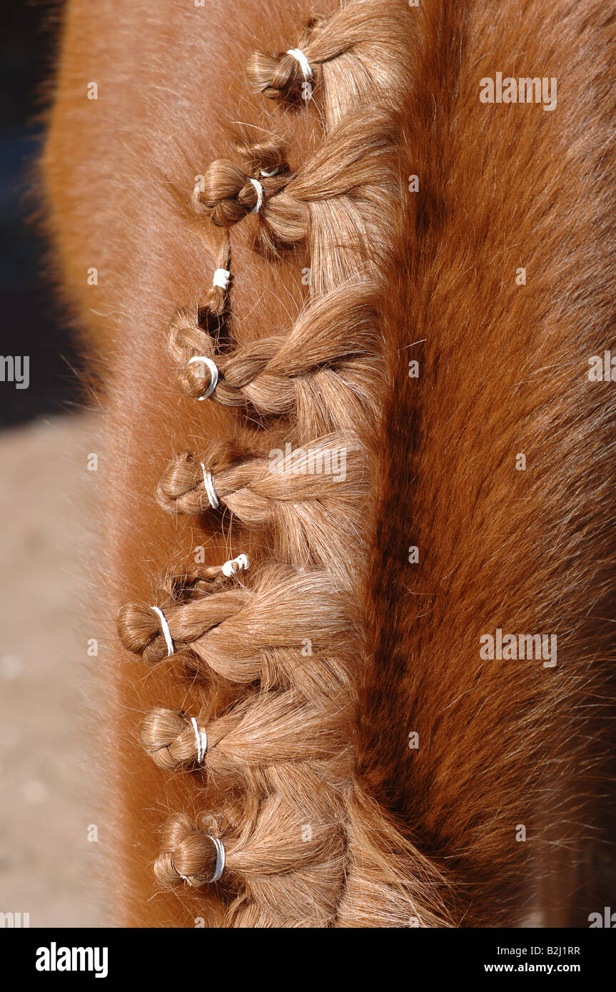 Crin de cheval Banque de photographies et d’images à haute résolution ...