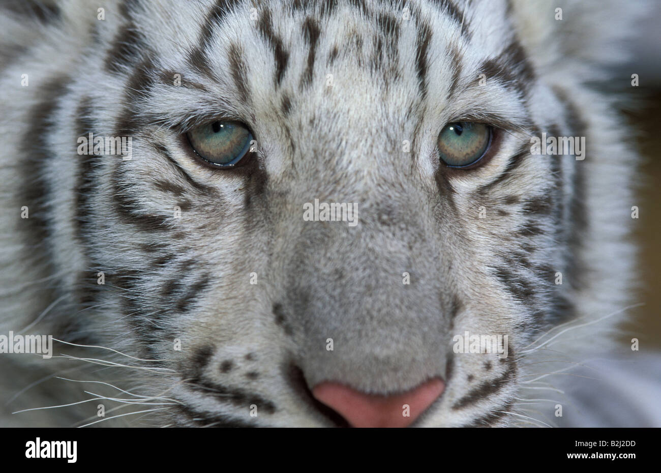 Weisser Tiger White Tiger Panthera tigris big cat predator Photo Stock ...