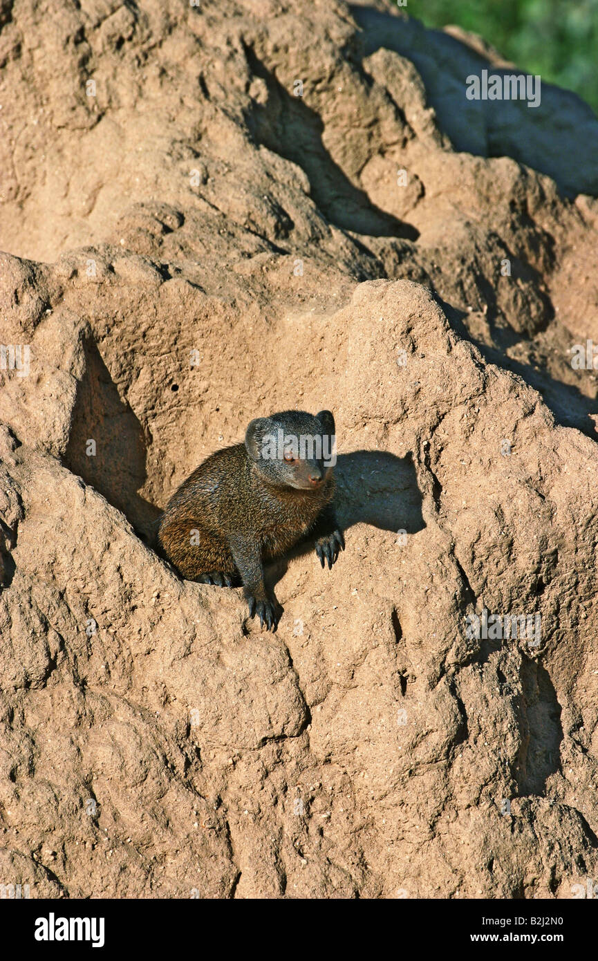 Zoologie / animaux, Mammifères Mammifères /, mongoose, somali ...