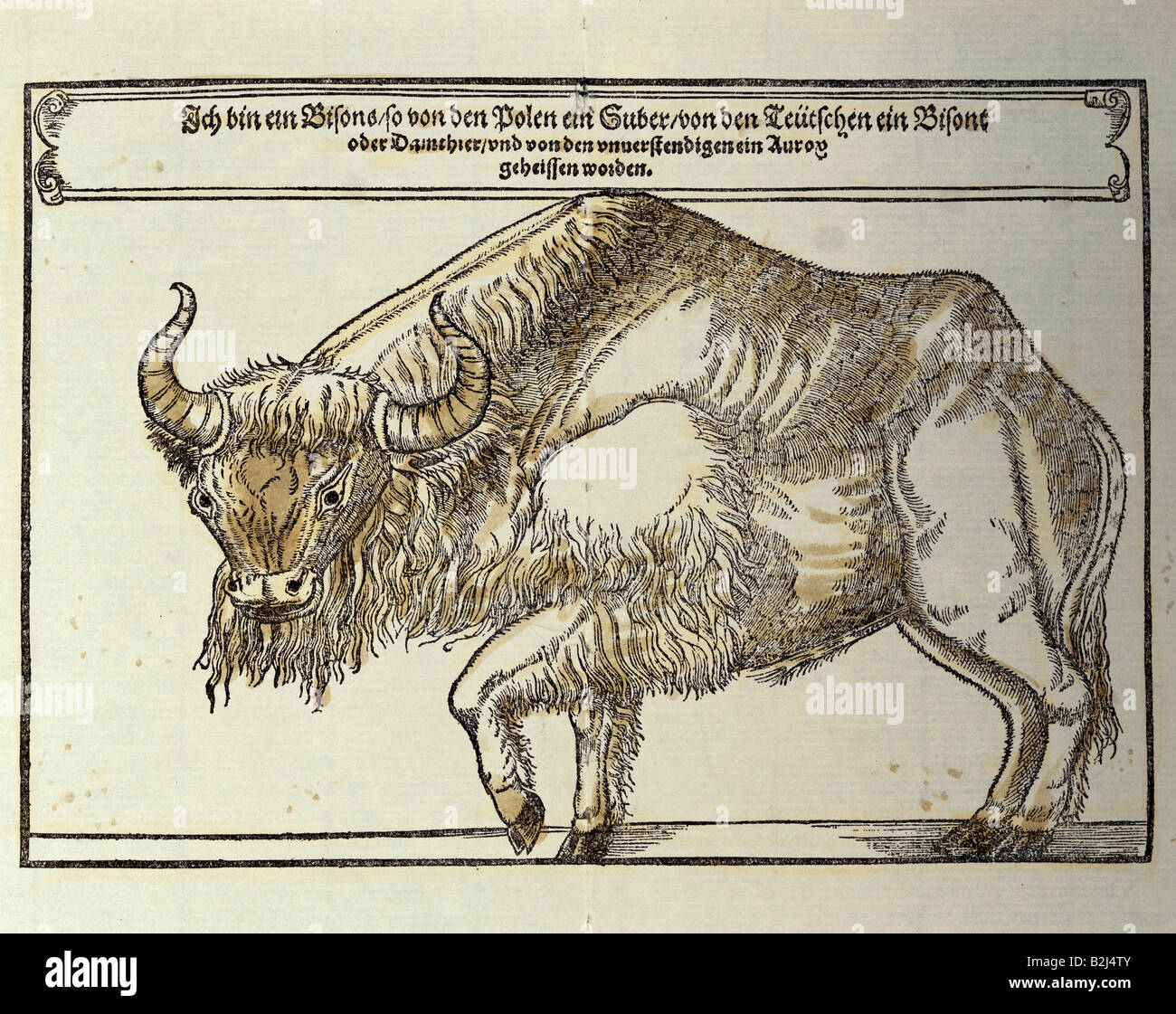 Zoologie / animal, wisent (Bison bonasu), graphique, 'Ich bin ein ...
