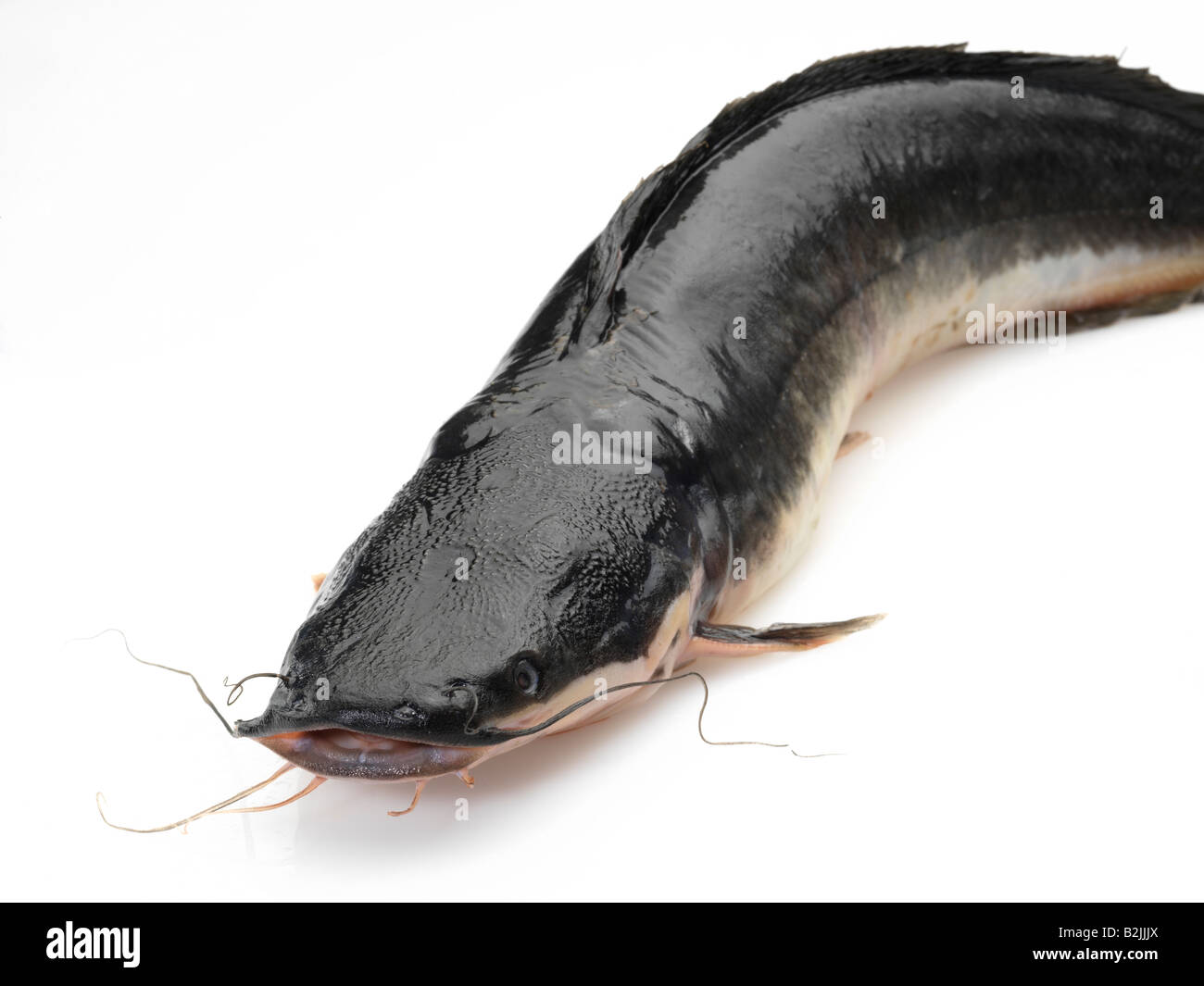 Poisson chat Banque de photographies et d’images à haute résolution - Alamy