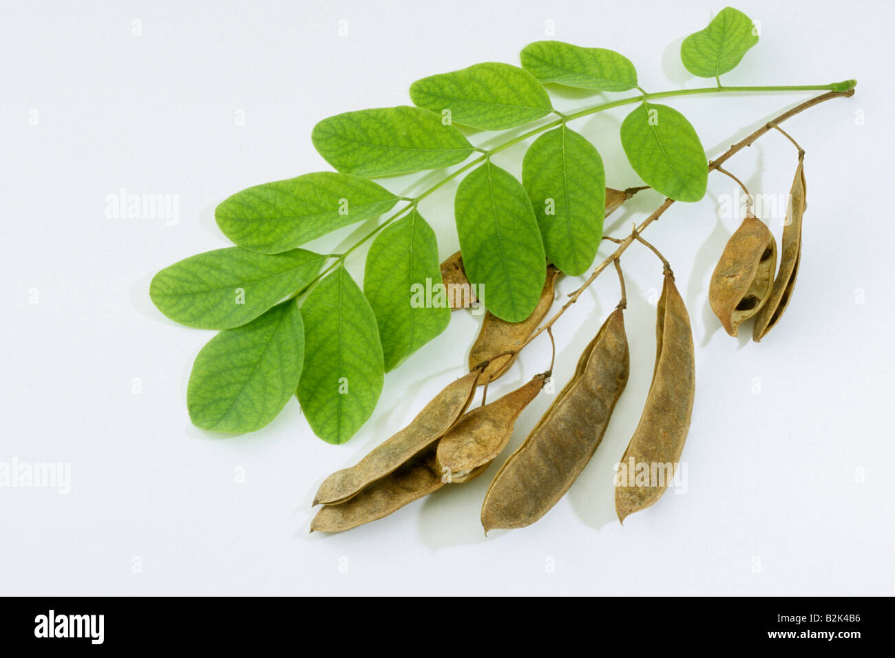 Acacia, robinier, le robinier (Robinia pseudoacacia), des rameaux avec ...