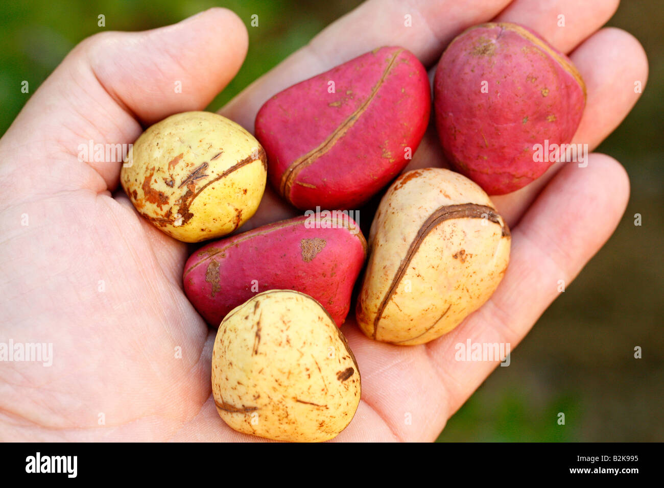 Noix de cola plante Banque de photographies et d’images à haute ...