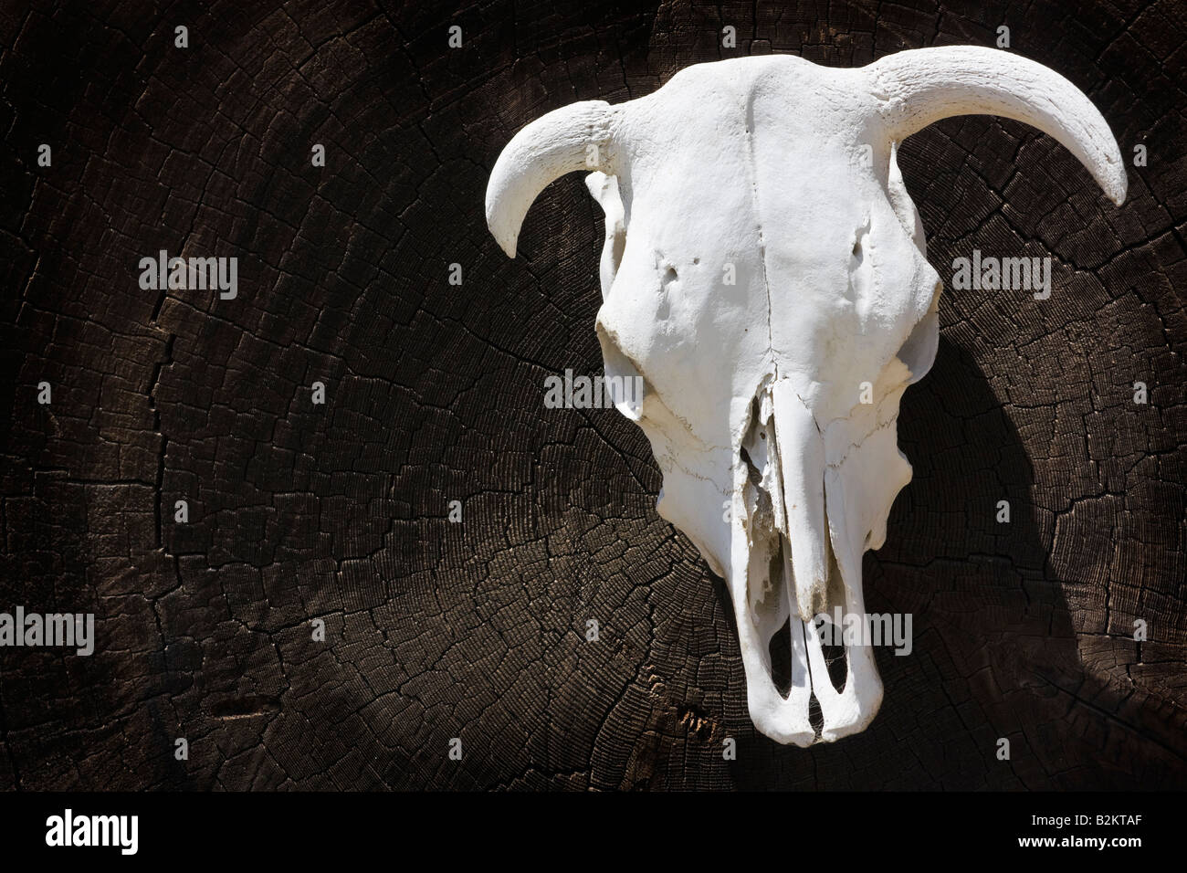 Squelette animal Banque de photographies et d’images à haute résolution ...