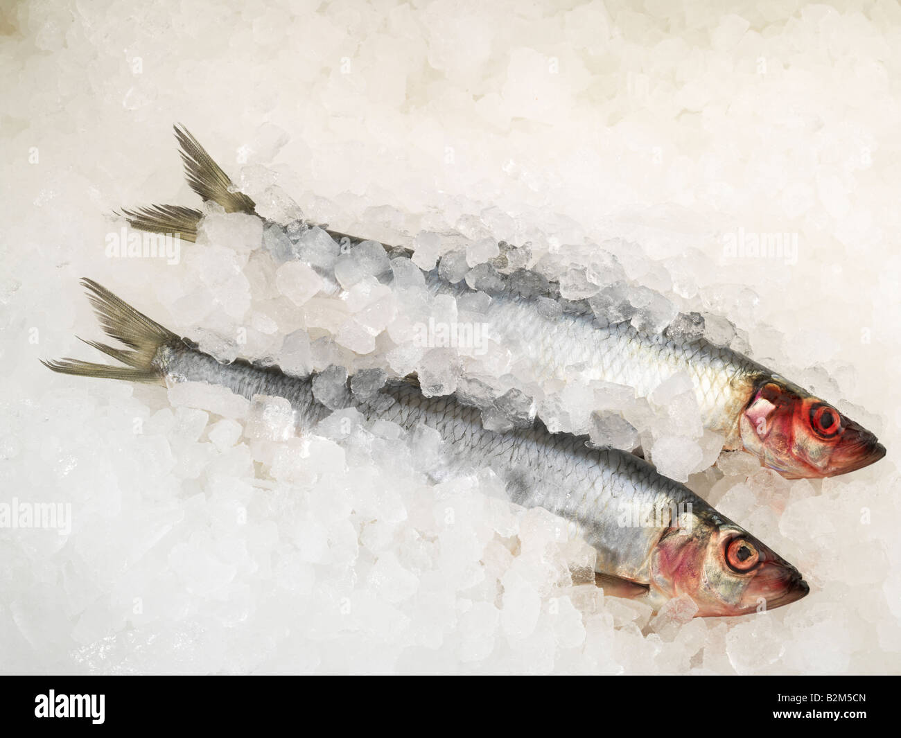 Hareng atlantique Banque de photographies et d’images à haute ...