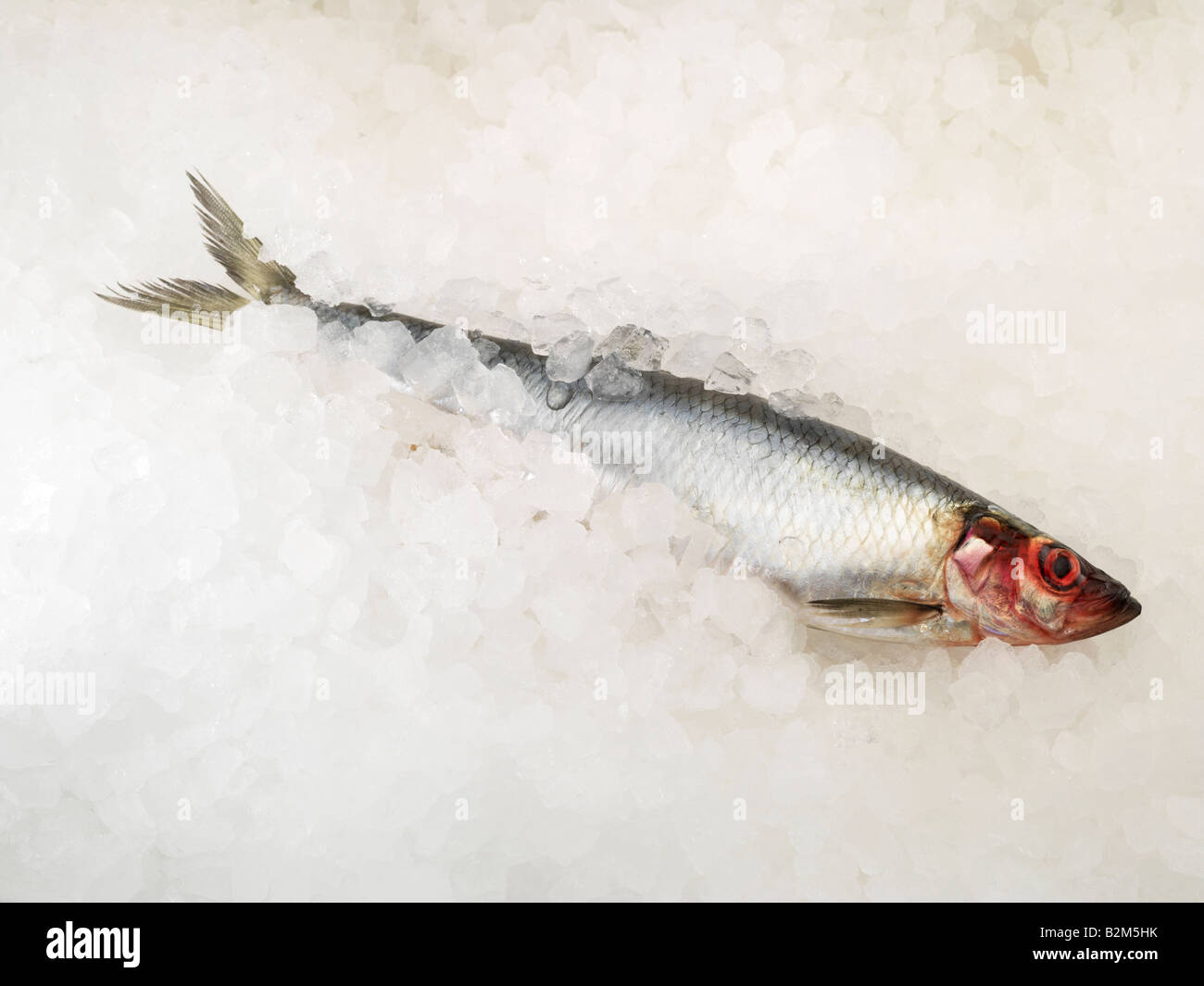 Hareng atlantique Banque de photographies et d’images à haute ...