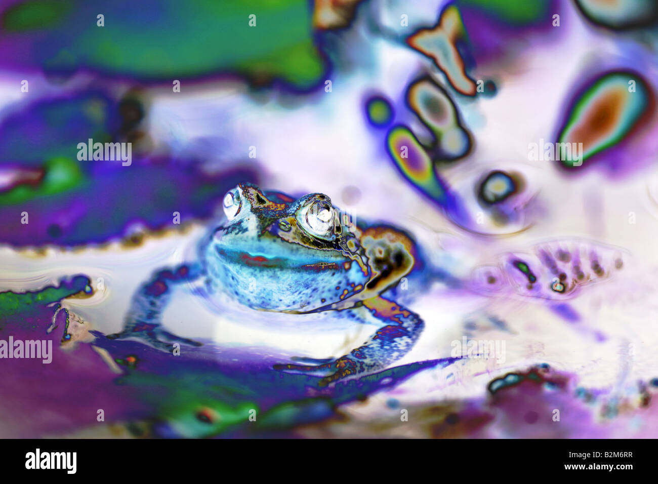 Grenouille rousse rose Banque de photographies et d’images à haute ...