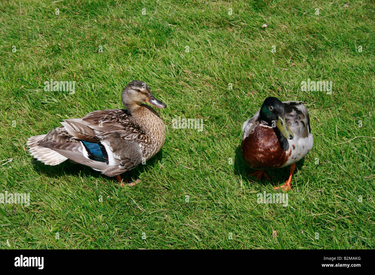 Couple de canards colvert Banque de photographies et d’images à haute ...