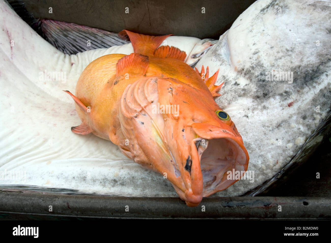 Poisson de roche court Banque de photographies et d’images à haute ...