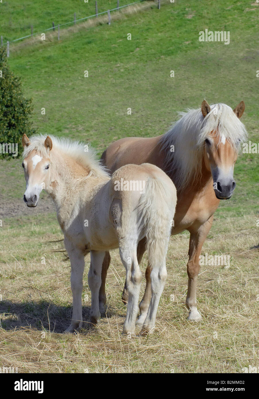 Cheval rigolo Banque de photographies et d’images à haute résolution ...