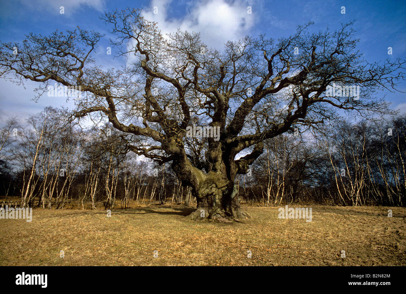 Major oak tree sherwood forest Banque de photographies et d’images à haute résolution - Alamy