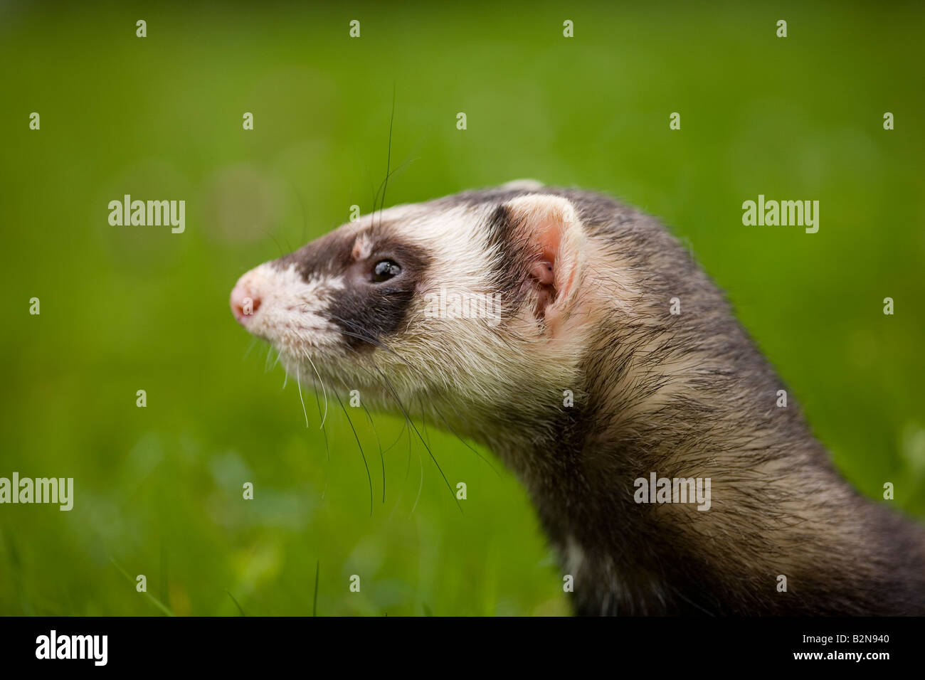 Furet européen Banque de photographies et d’images à haute résolution ...