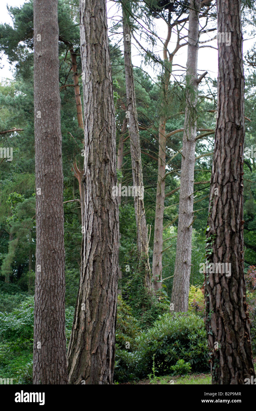 Pinus sylvestris Banque de photographies et d’images à haute résolution ...