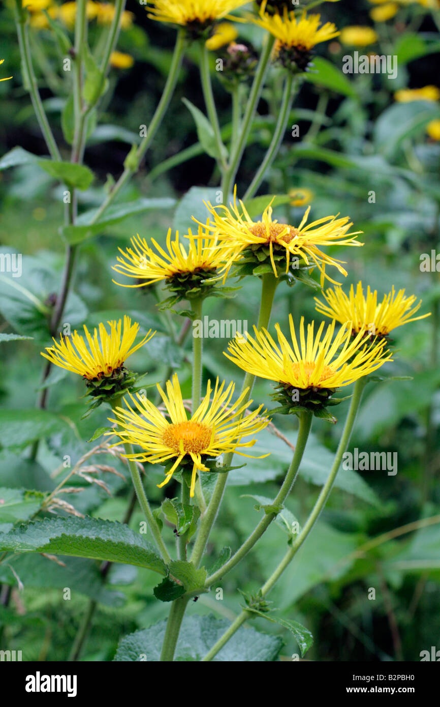 Inula magnifica Banque de photographies et d’images à haute résolution ...