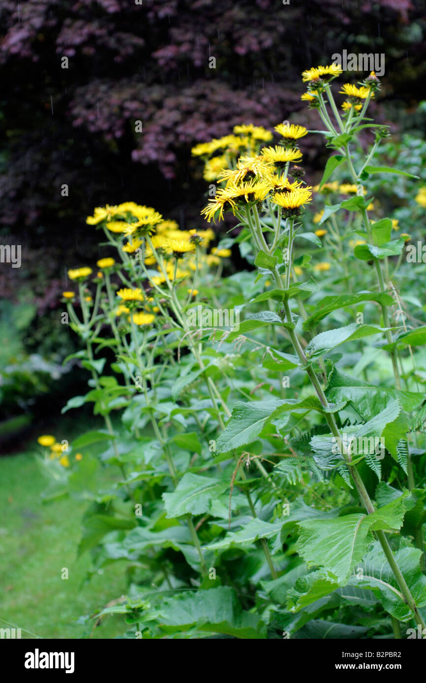Inula magnifica Banque de photographies et d’images à haute résolution ...
