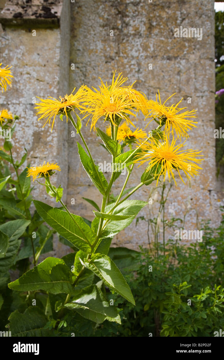 Inula helenium Banque de photographies et d’images à haute résolution ...