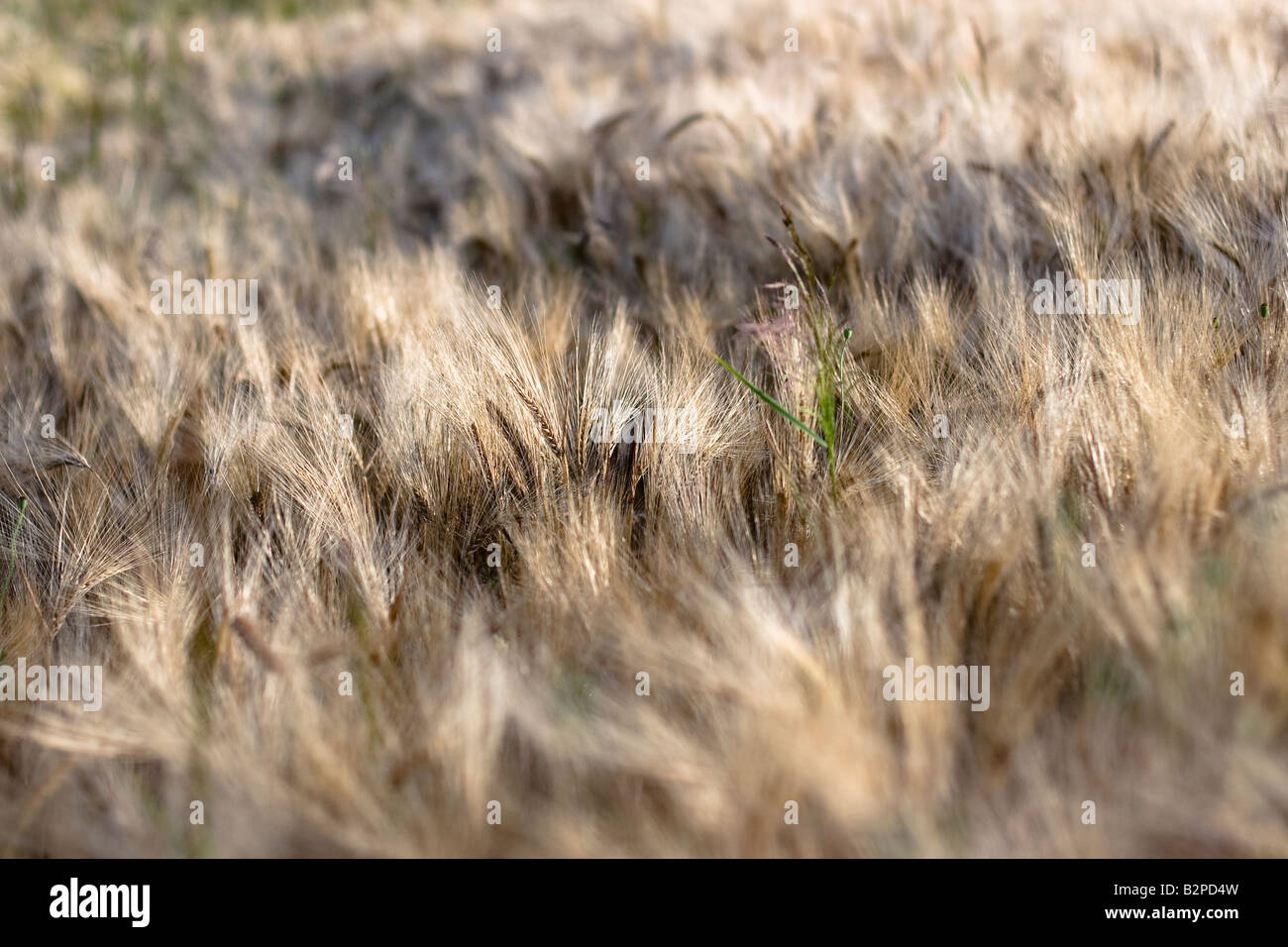 Chaume de champ Banque de photographies et d’images à haute résolution ...